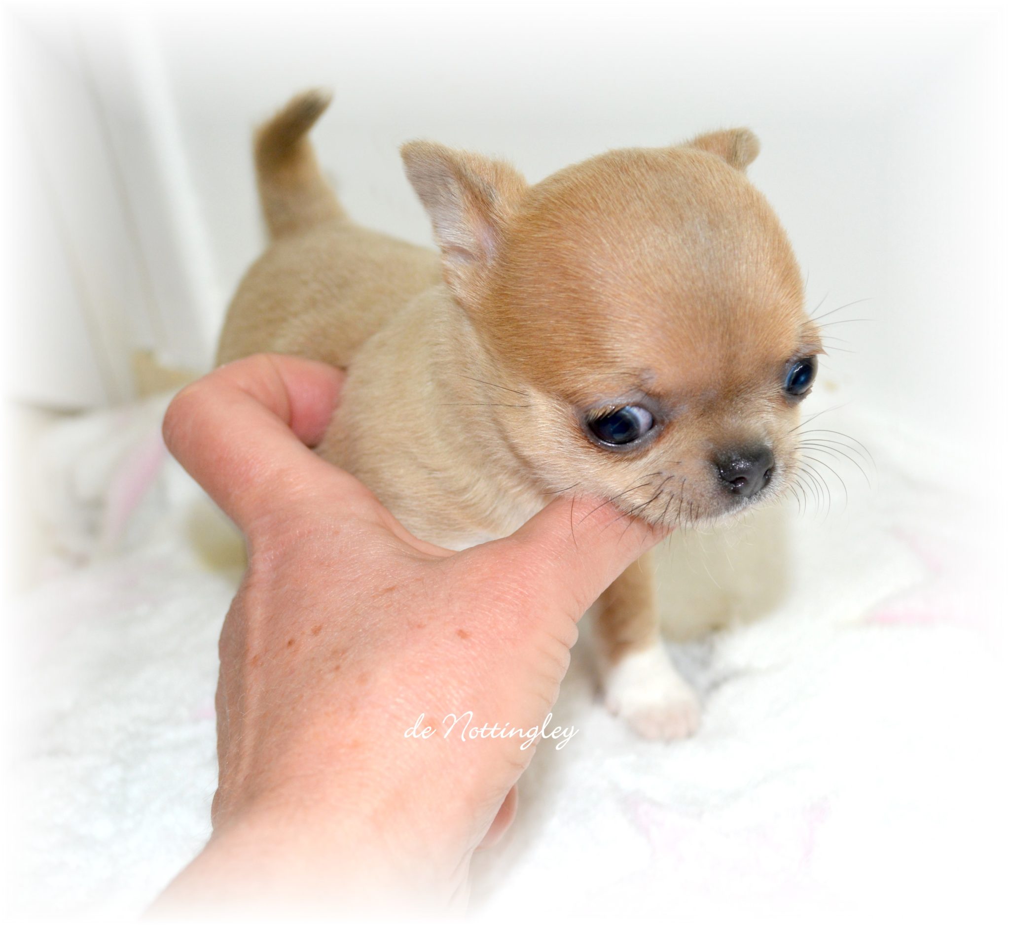 Chiot chihuahua miniature, élevage de chihuahua mini : de Nottingley