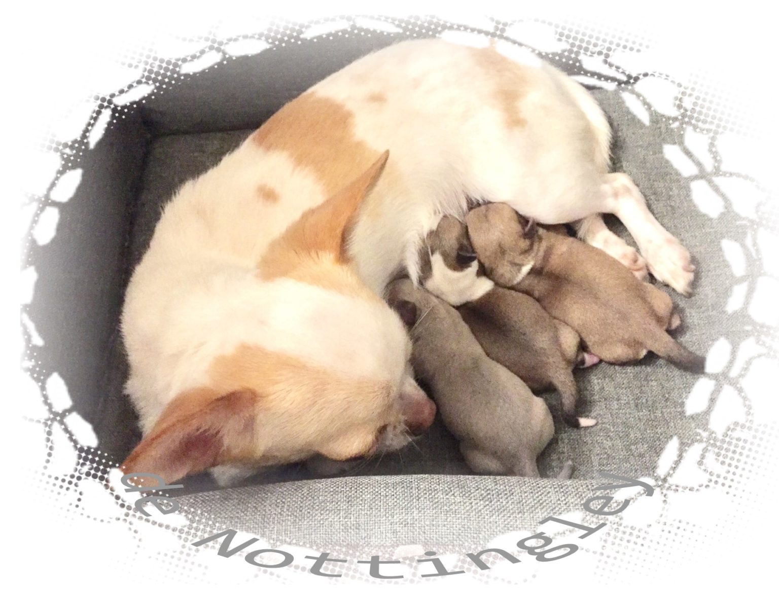 Reproduction, gestation et naissance du chihuahua ? Elevage Chihuahua