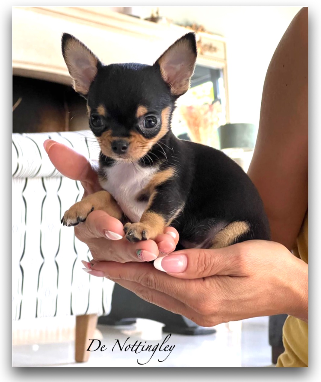 Chiot chihuahua miniature, élevage de chihuahua mini : de Nottingley