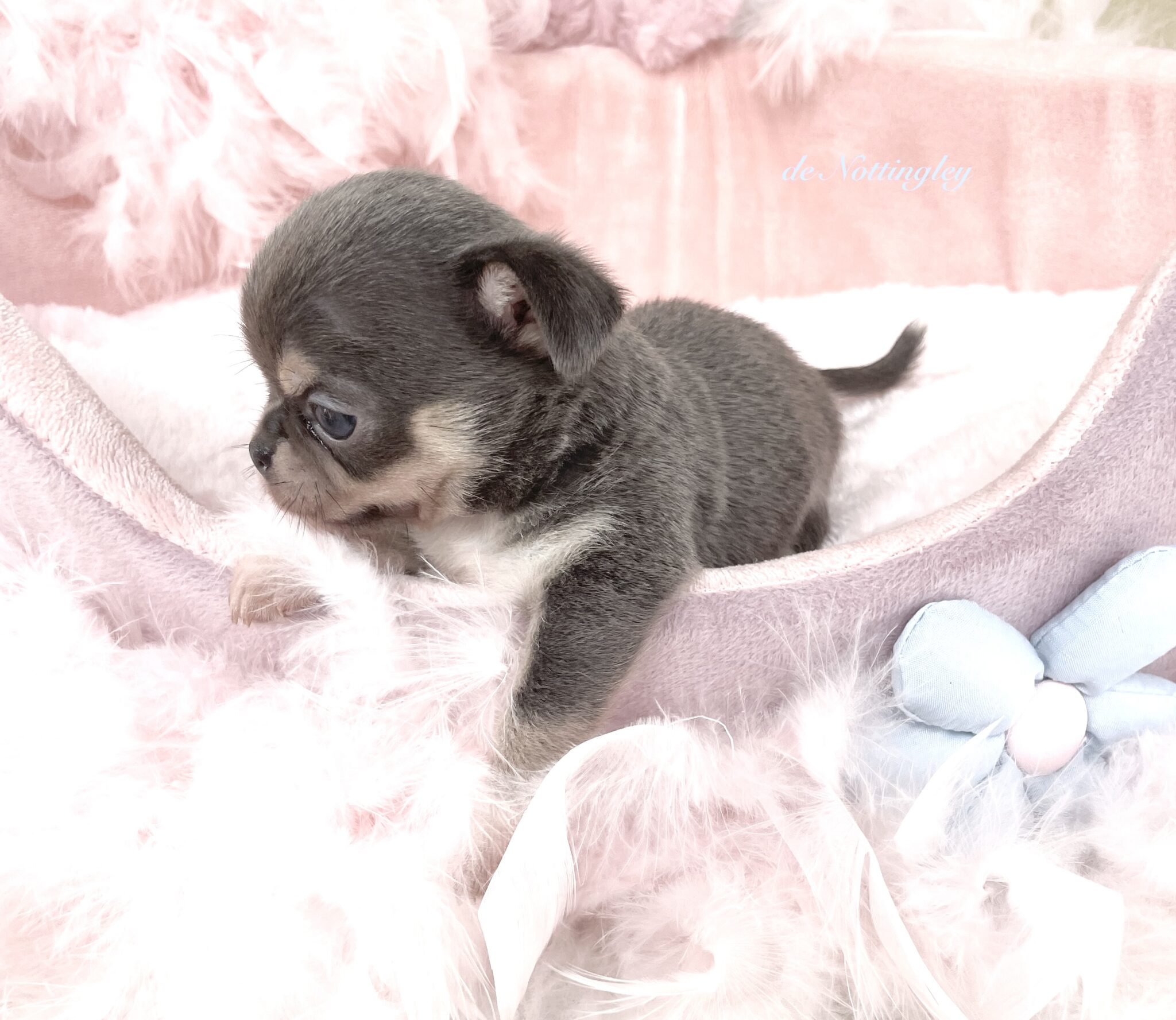 Chiot chihuahua miniature, élevage de chihuahua mini : de Nottingley