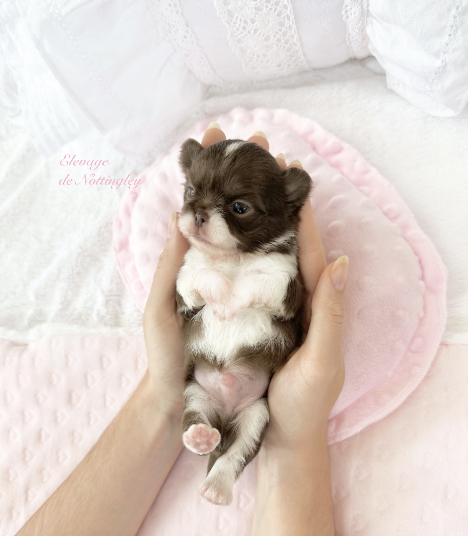 Chiot chihuahua miniature, élevage de chihuahua mini : de Nottingley