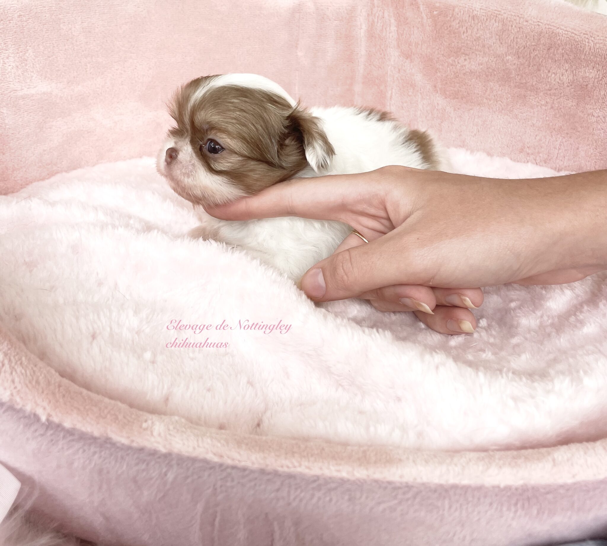 Chiot chihuahua miniature, élevage de chihuahua mini : de Nottingley